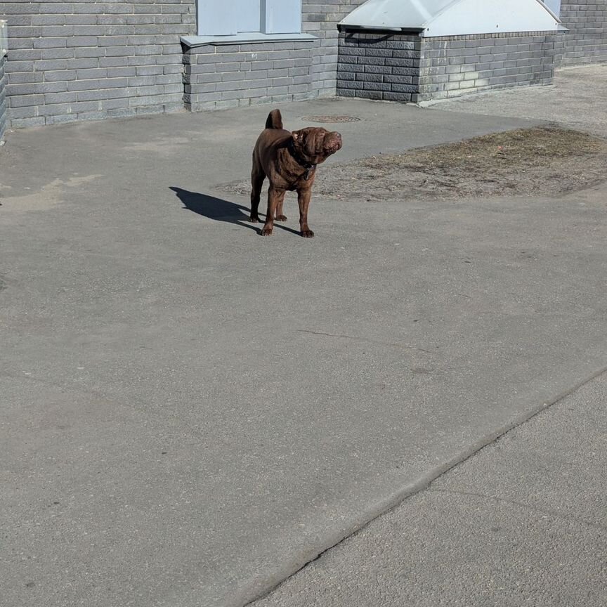 Собака