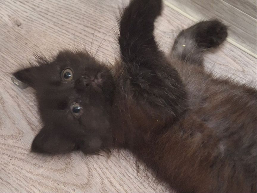 Котёнок шоколадный чёрный котик