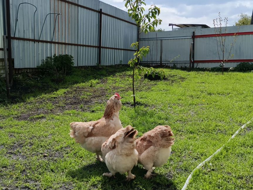 Куры Фавероль Лососевый