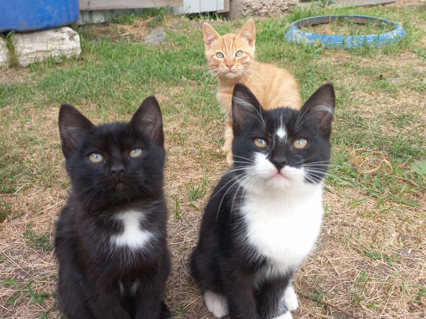 Кошка в дар бесплатно