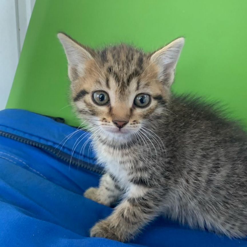 Трёхцветная кошечка
