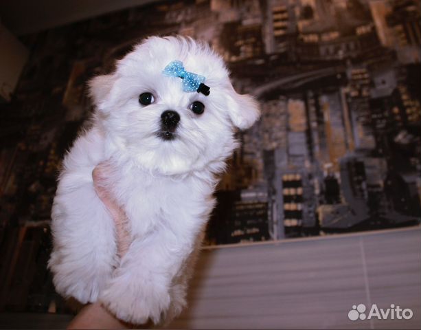 Очень красивый миниатюрный мальчик мальтезе 3 мес