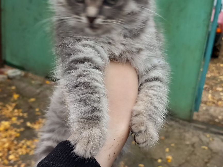 Котята в добрые руки бесплатно