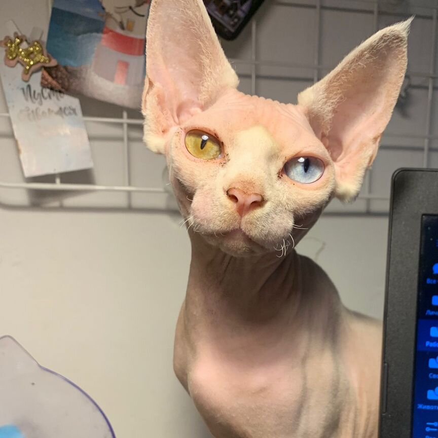 Разноглазый сфинкс