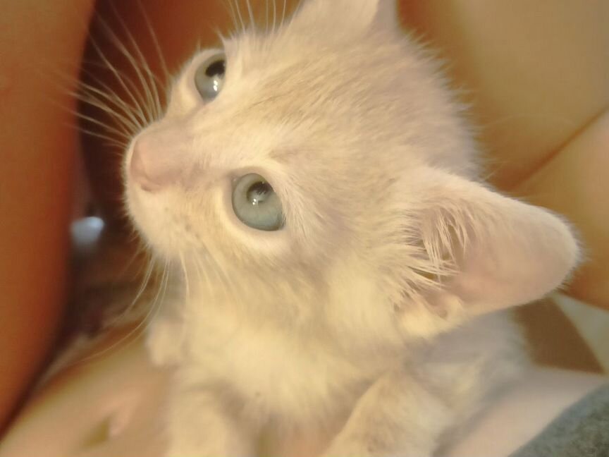 Персиковый котёнок