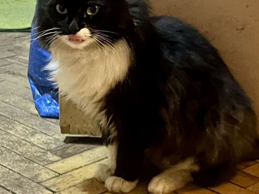 Найдена кошка