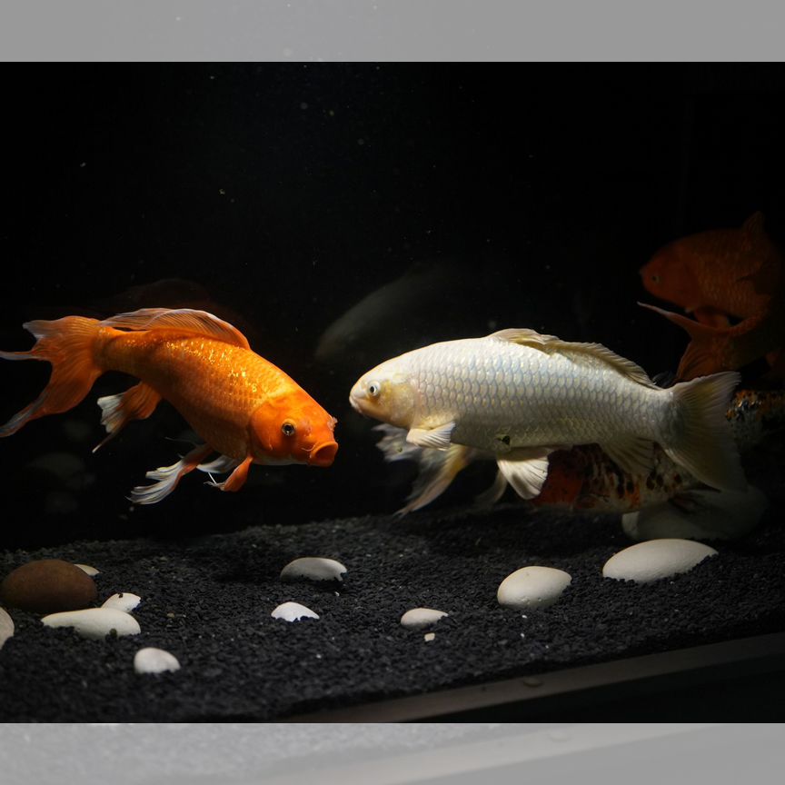 Карпы Кои в Пруд или аквариум