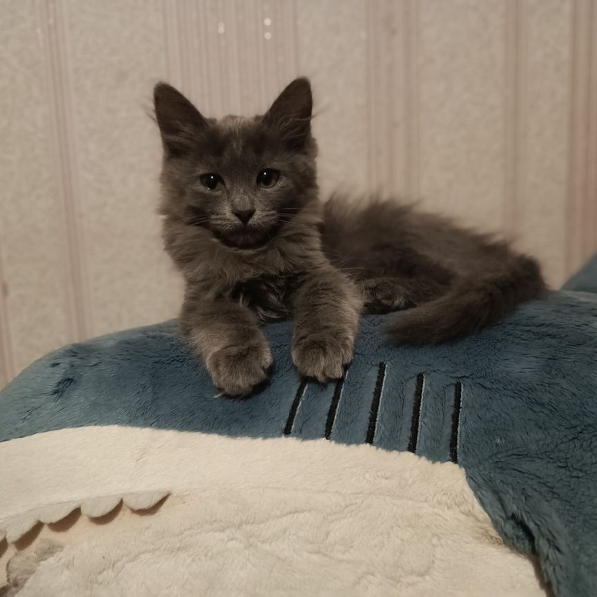 Кисуля 3 мес
