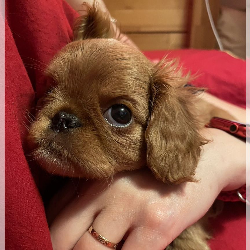 Кавалер кинг-чарльз-спаниель, щенок