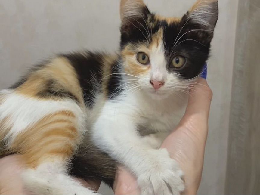 Кошкa 4 мес