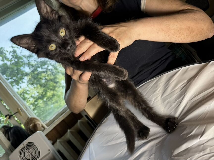 Котенок девочка