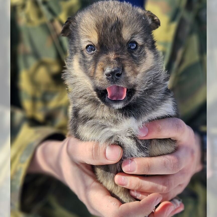 Щенки в добрые ручки