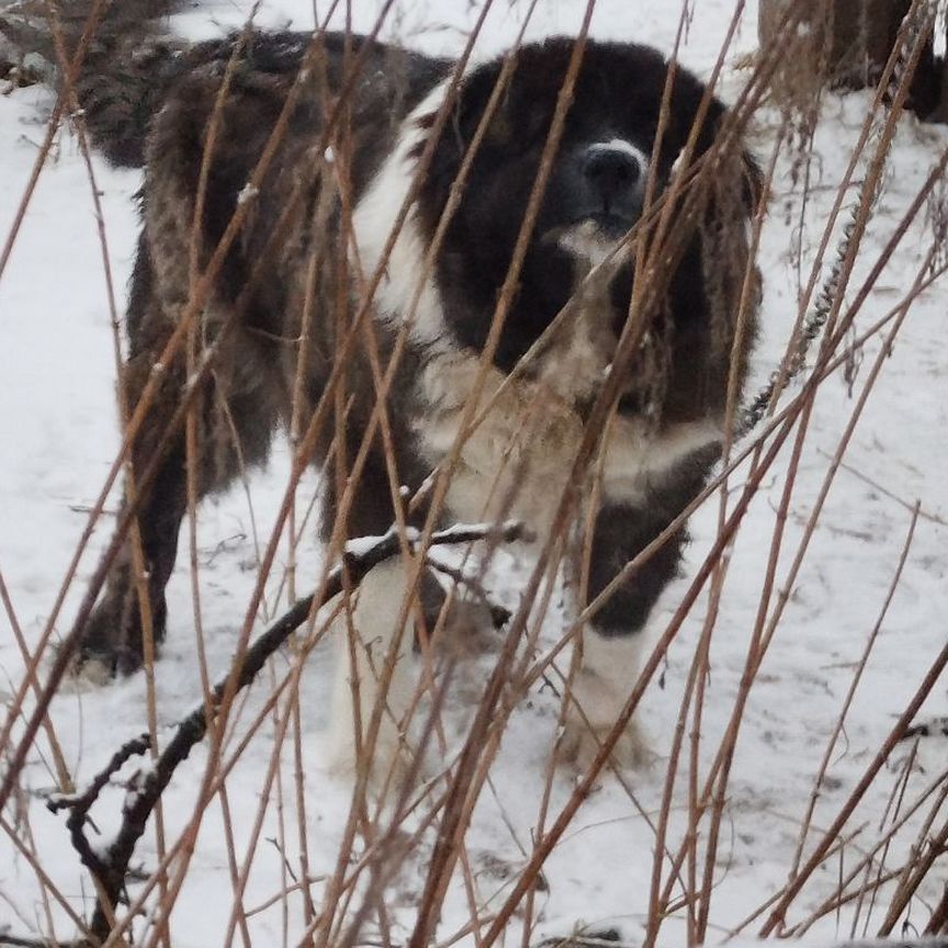 Кавказская овчарка, взрослая собака