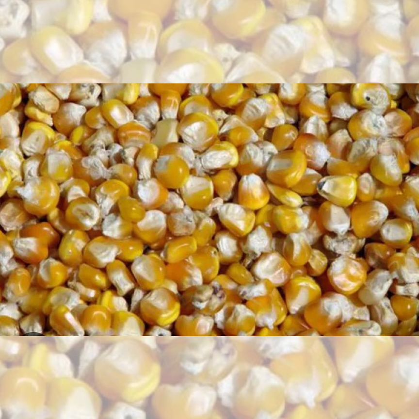 Кукуруза Фуражная (кормовая )