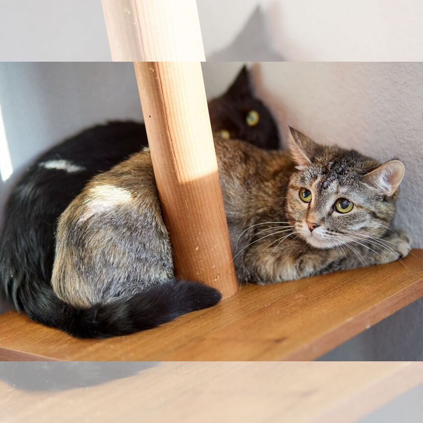 Взрослая, кошка в добрые руки