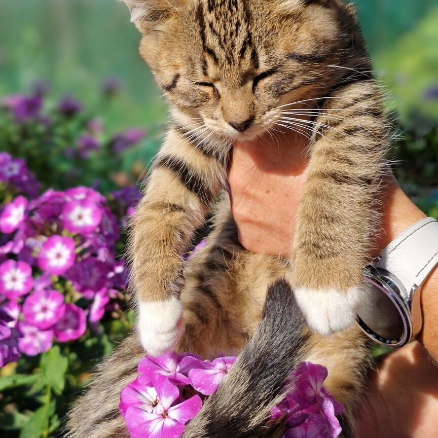 Ручные котята 3 месяца
