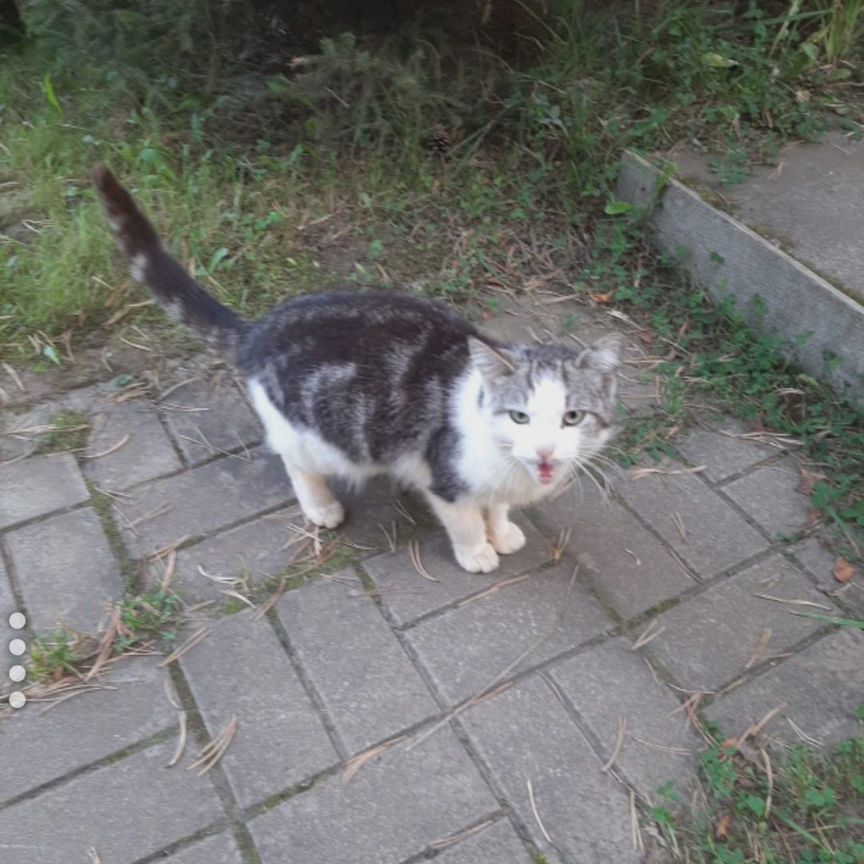 Котика выкинули в садоводстве