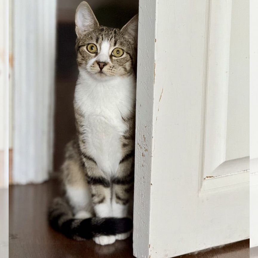 Котёнок в добрые руки