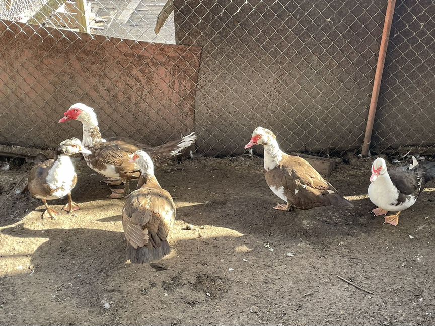 Семья уток (шипунов)