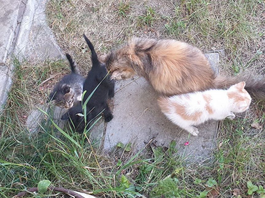 Котята