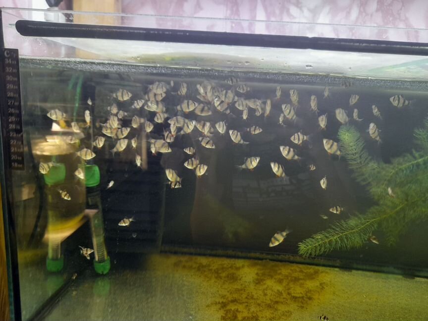 Рыбки для аквариума