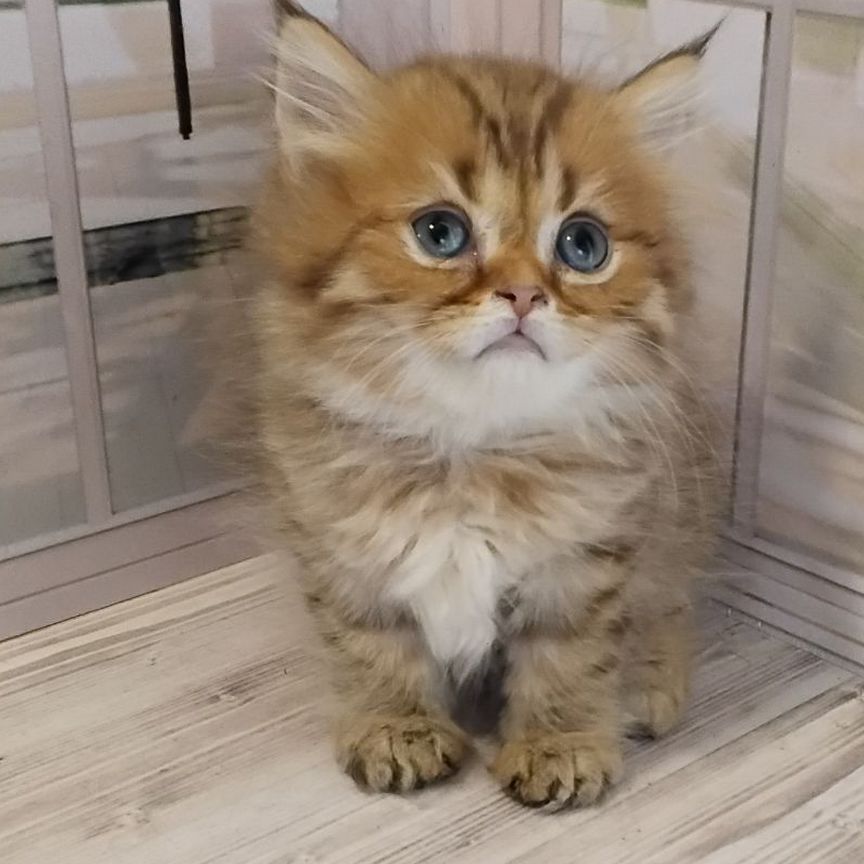 Шотландский прямоухий длинношёрстный котёнок