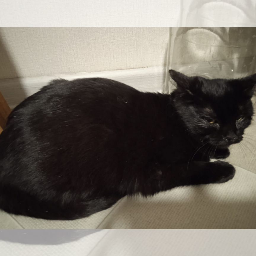 Котёнок Нора