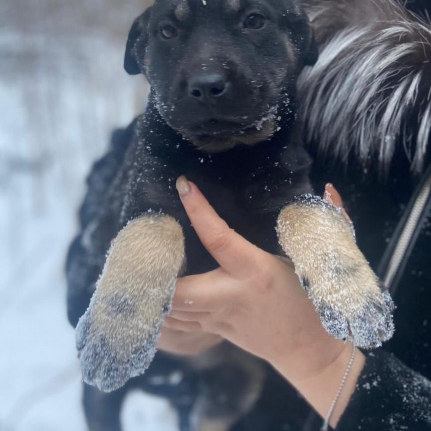 Красотка Буба