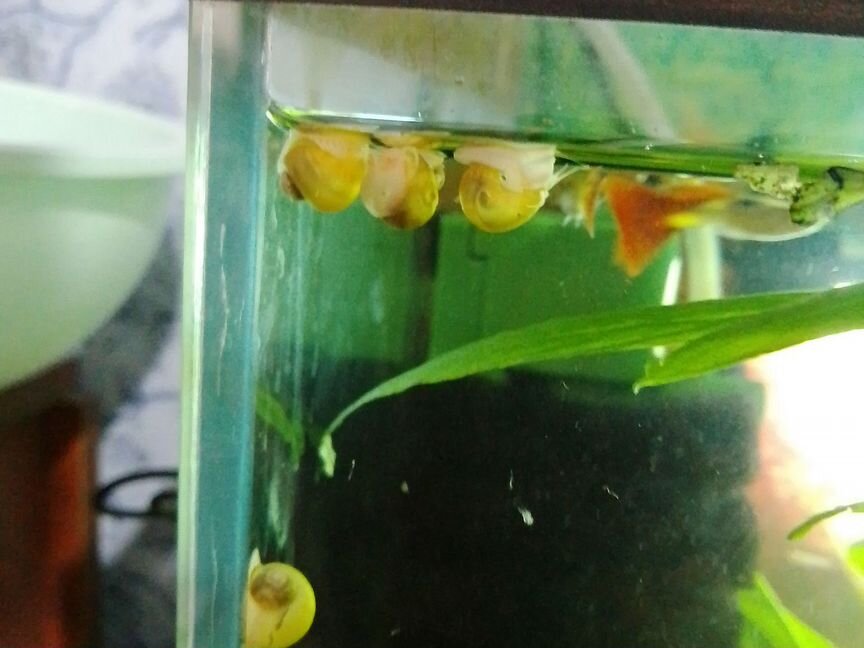 Улитки ампулярии