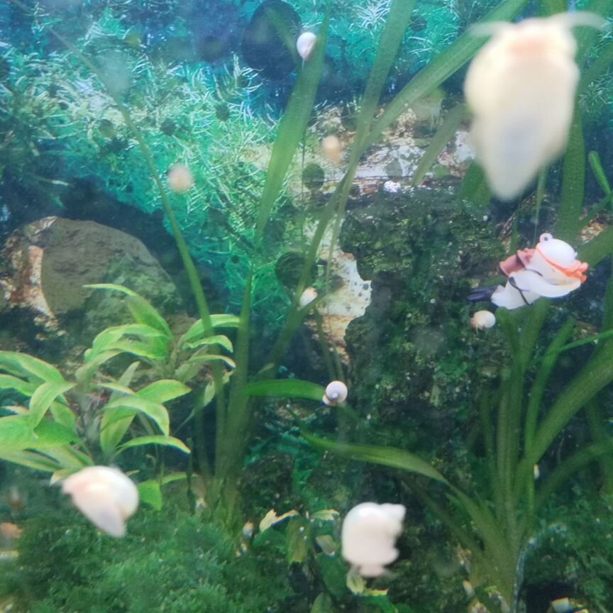 Улитки ампулярии