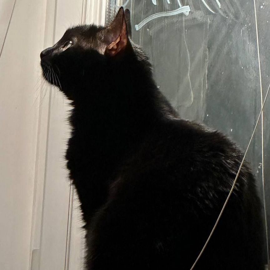 Взрослая, кошка в добрые руки