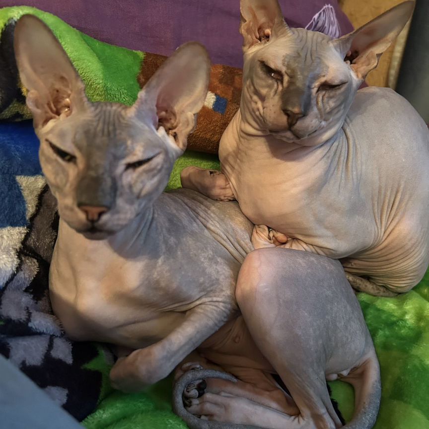 Котята сфинкса