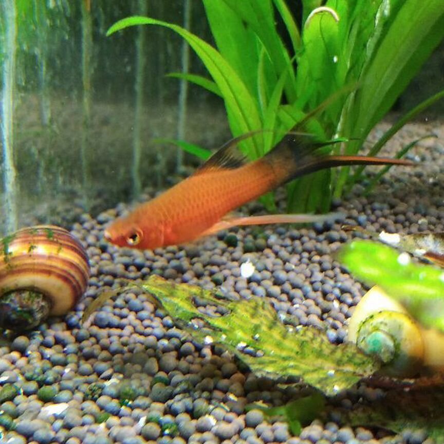 Лирохвостый меченосец