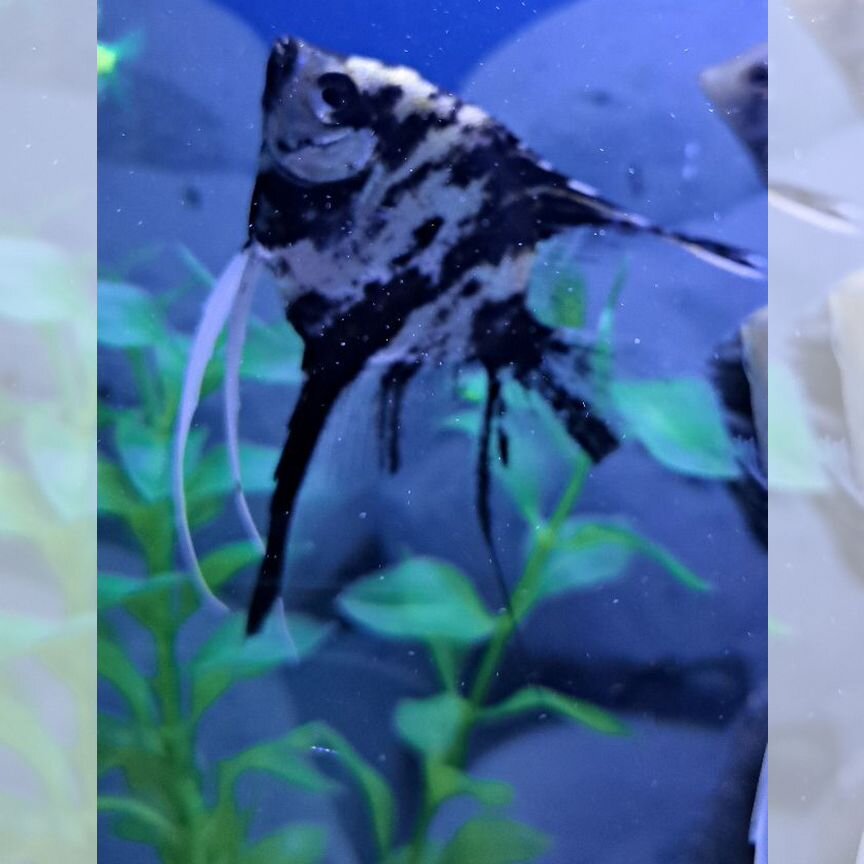 Аквариумные рыбки