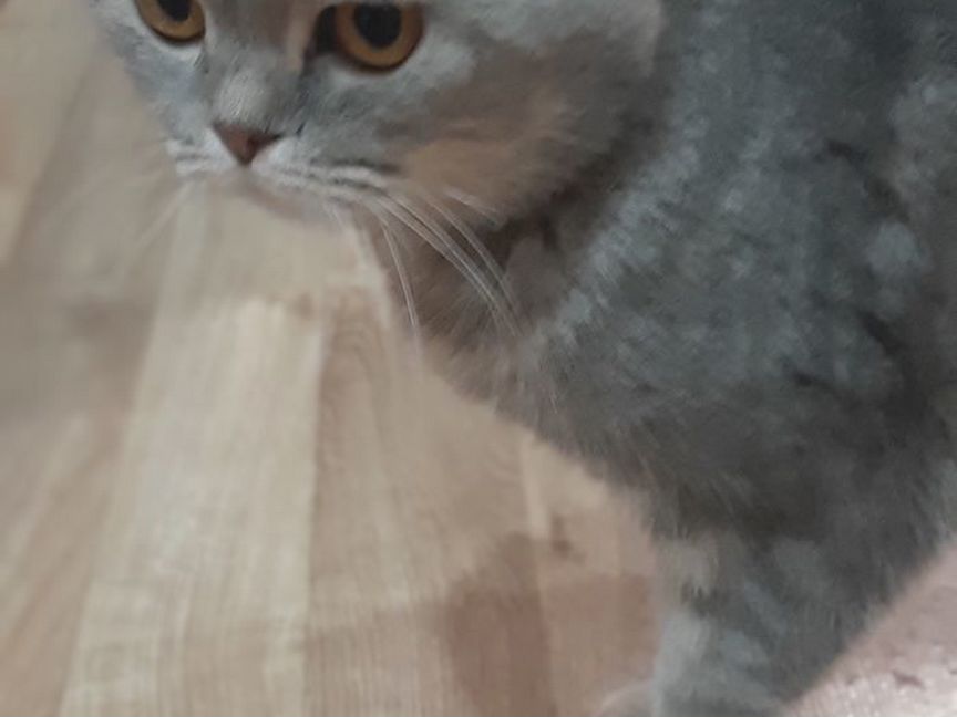 Котята в добрые руки бесплатно