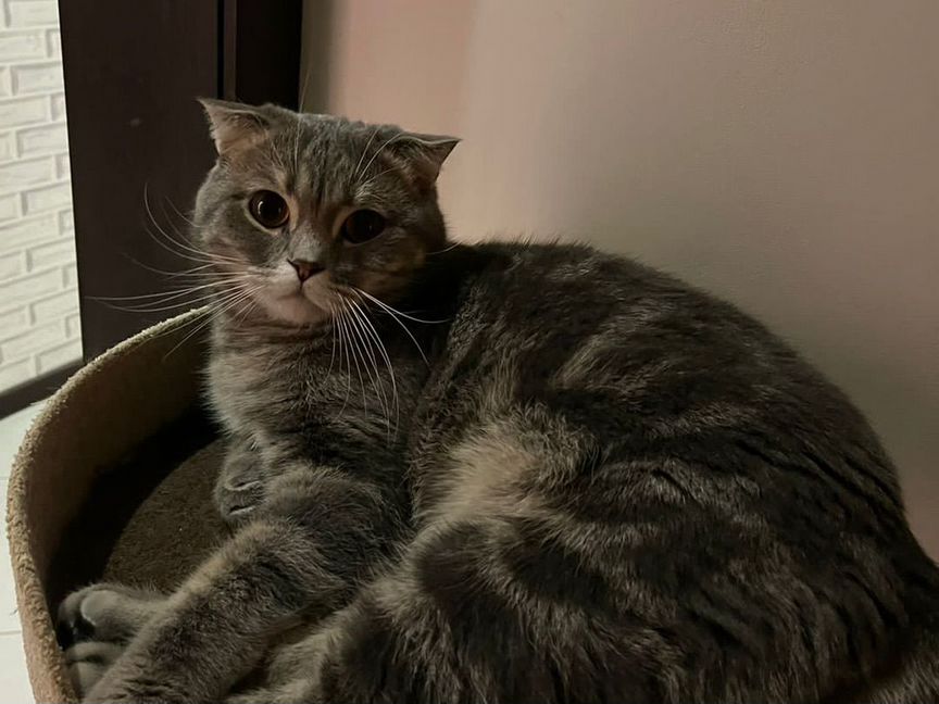 Отдам шотландского котика