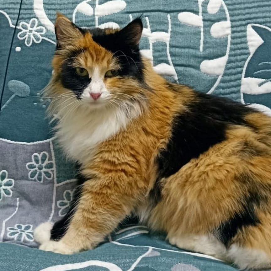 Кошечка ищет семью 8 мес