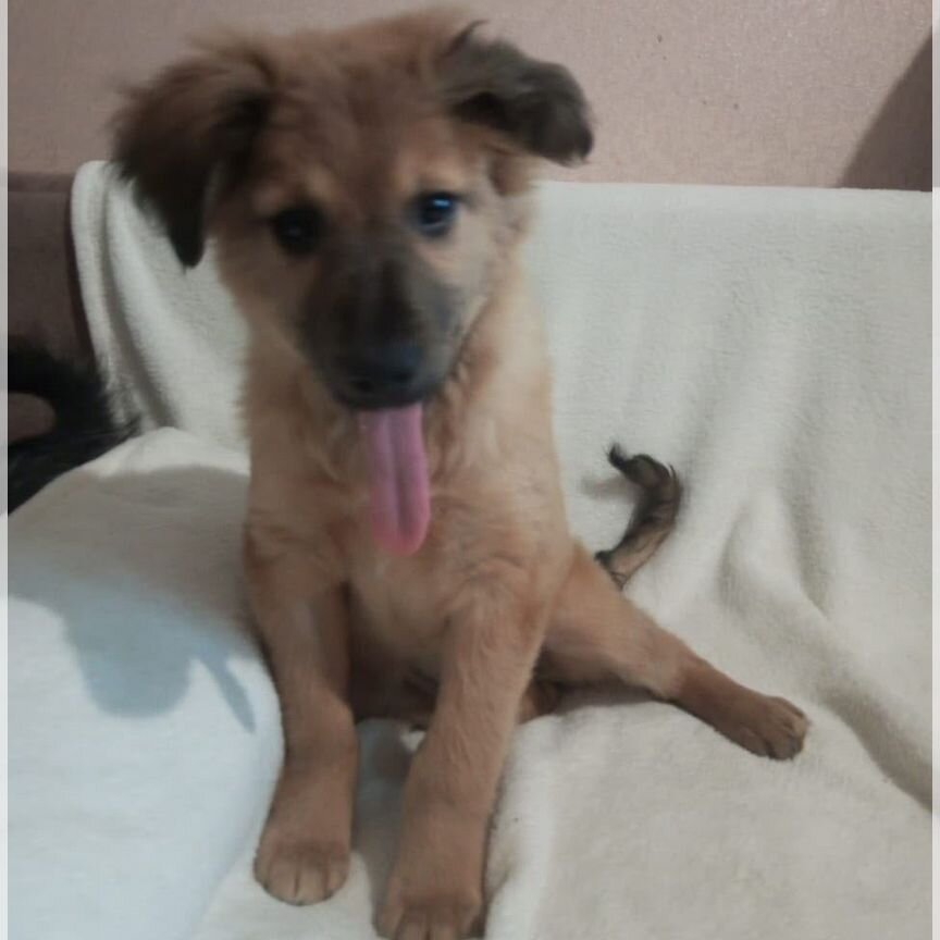 Щенок в добрые руки