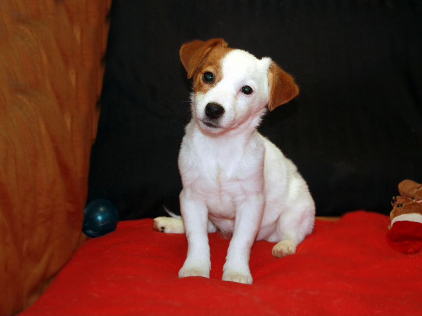 Щенки Джек Рассел терьер