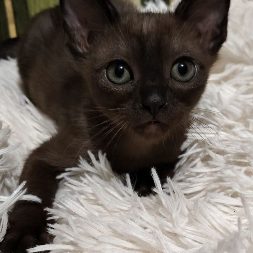 Бурманские котята