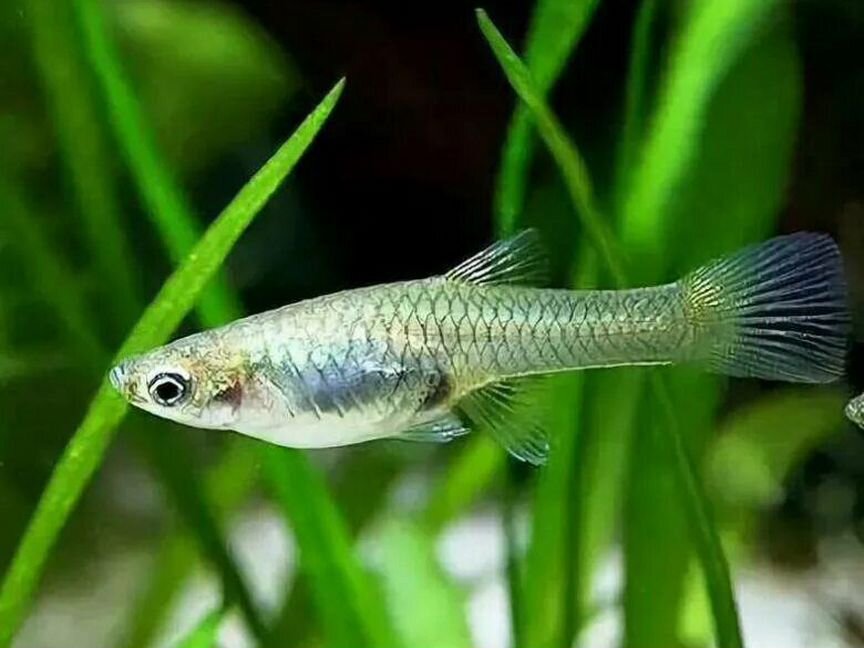 Аквариумные рыбки