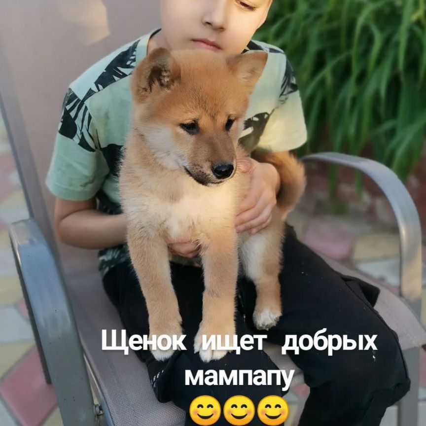 Сиба ину мальчик рыжий