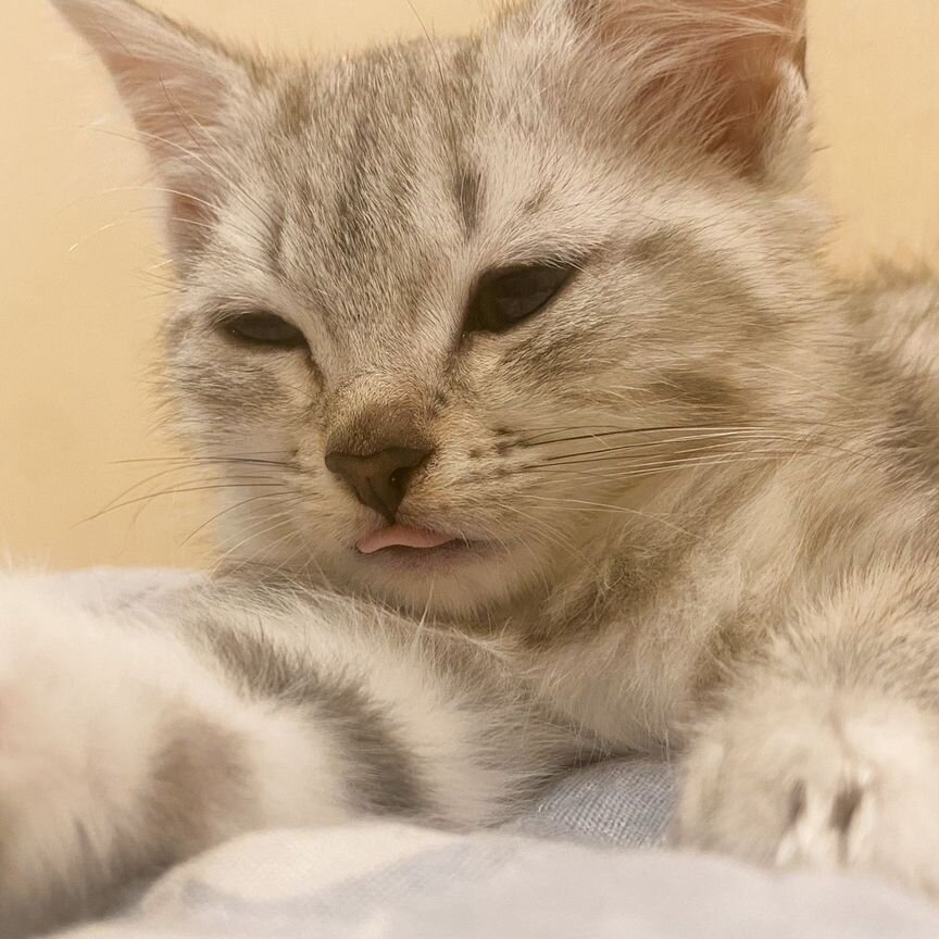 Отдам котенка мальчика