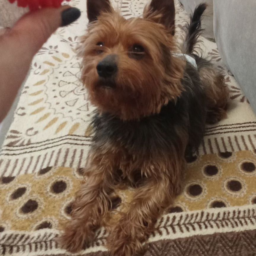 Йоркширский терьер, взрослый пёс