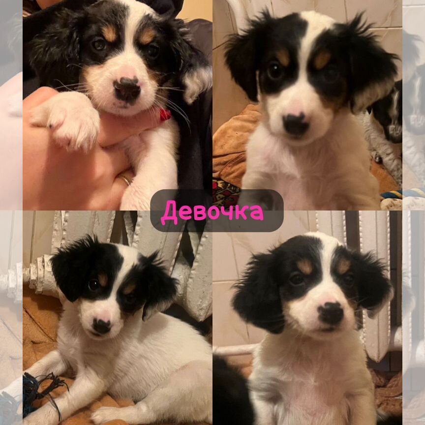 Русский охотничий спаниель, щенок