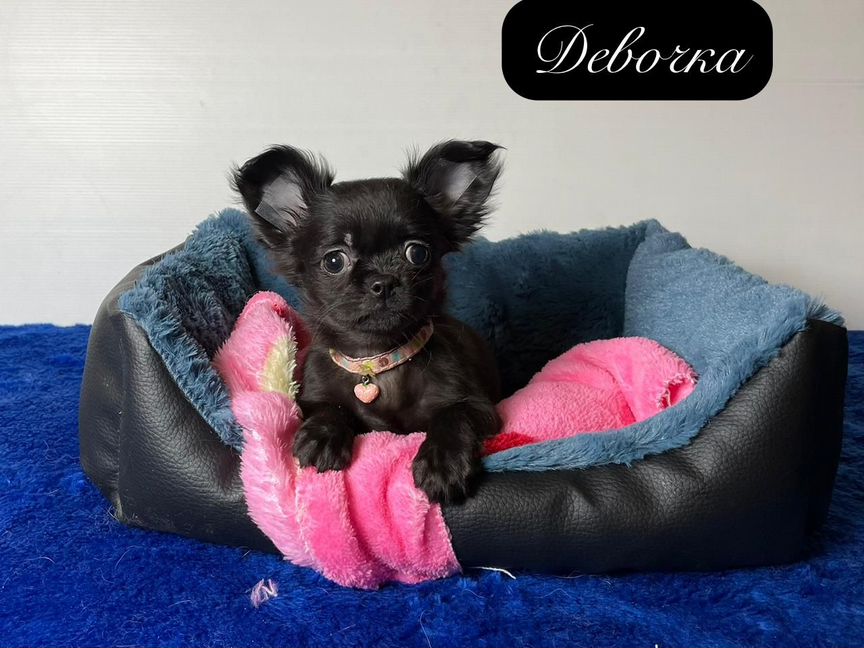 Щенки чихуахуа мини