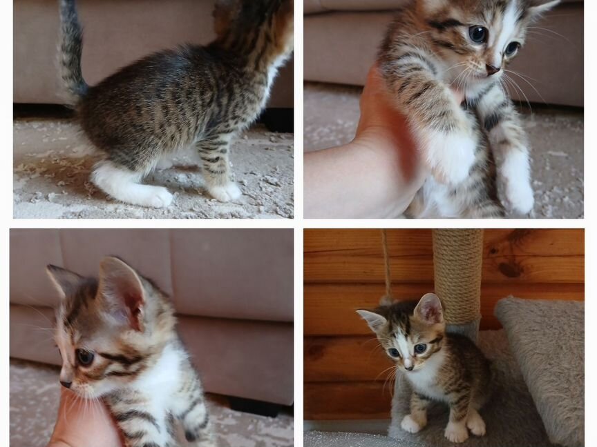 Котята