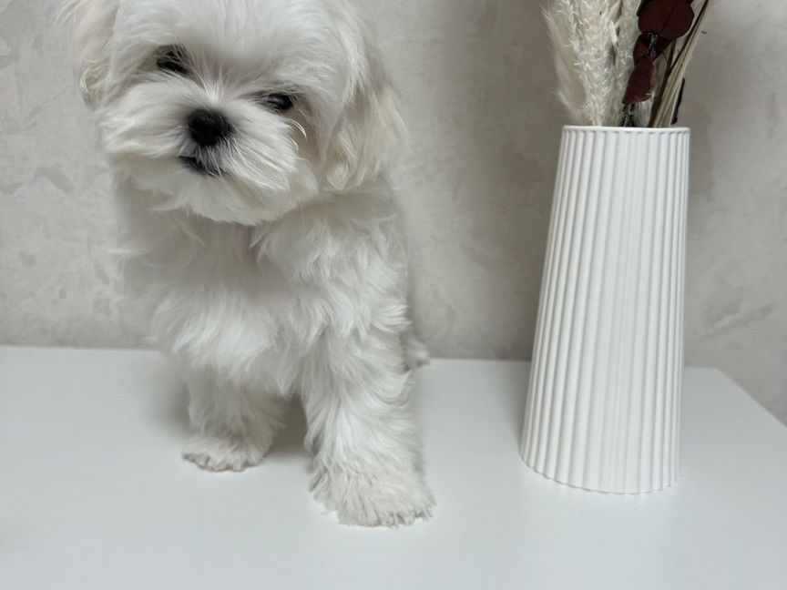 Мальчик мальтезе