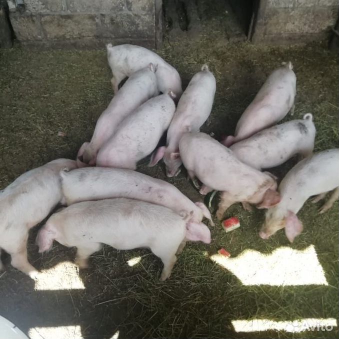 Поросенок ландрас