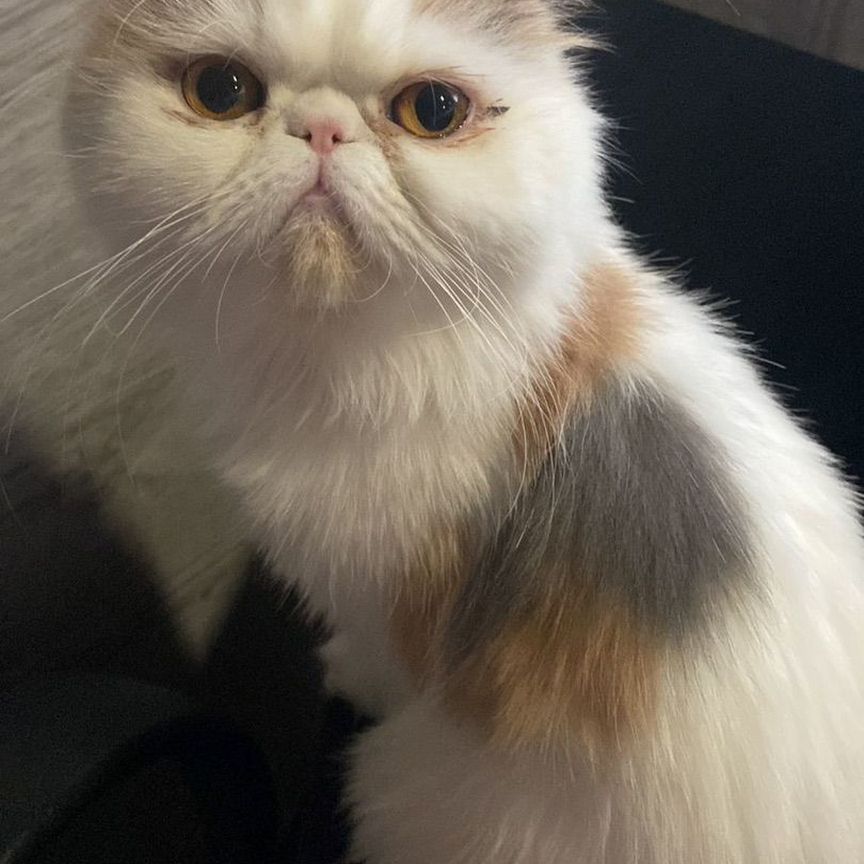 Отдам в добрые руки кошечку